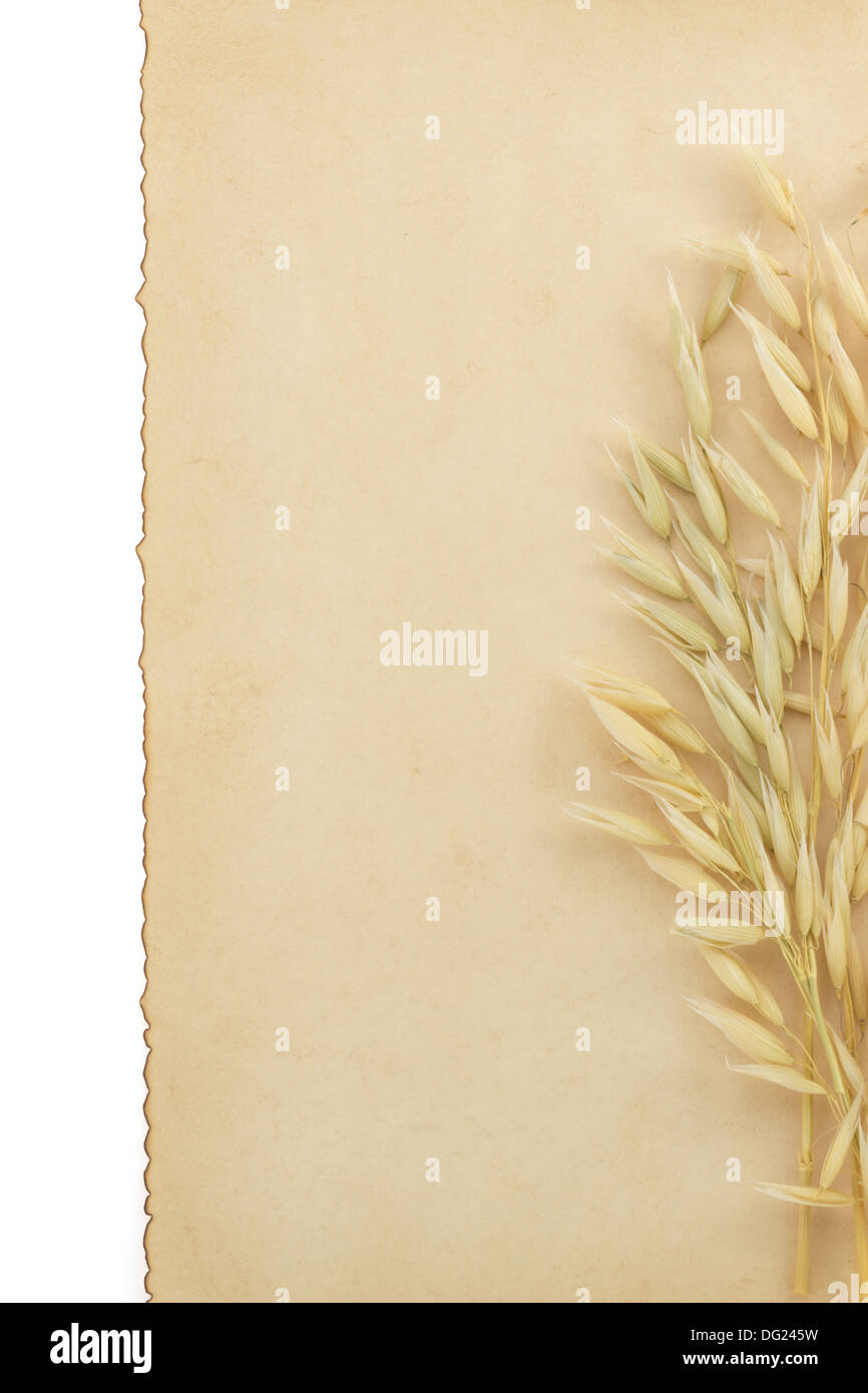 oat ears and parchment isolated on white background Stock Photo - Alamy