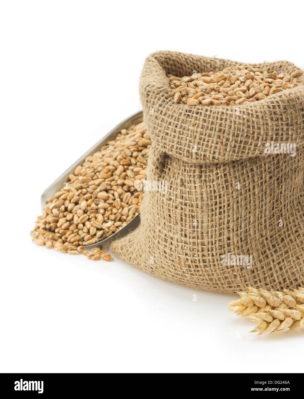 wheat grain isolated on white background Stock Photo - Alamy