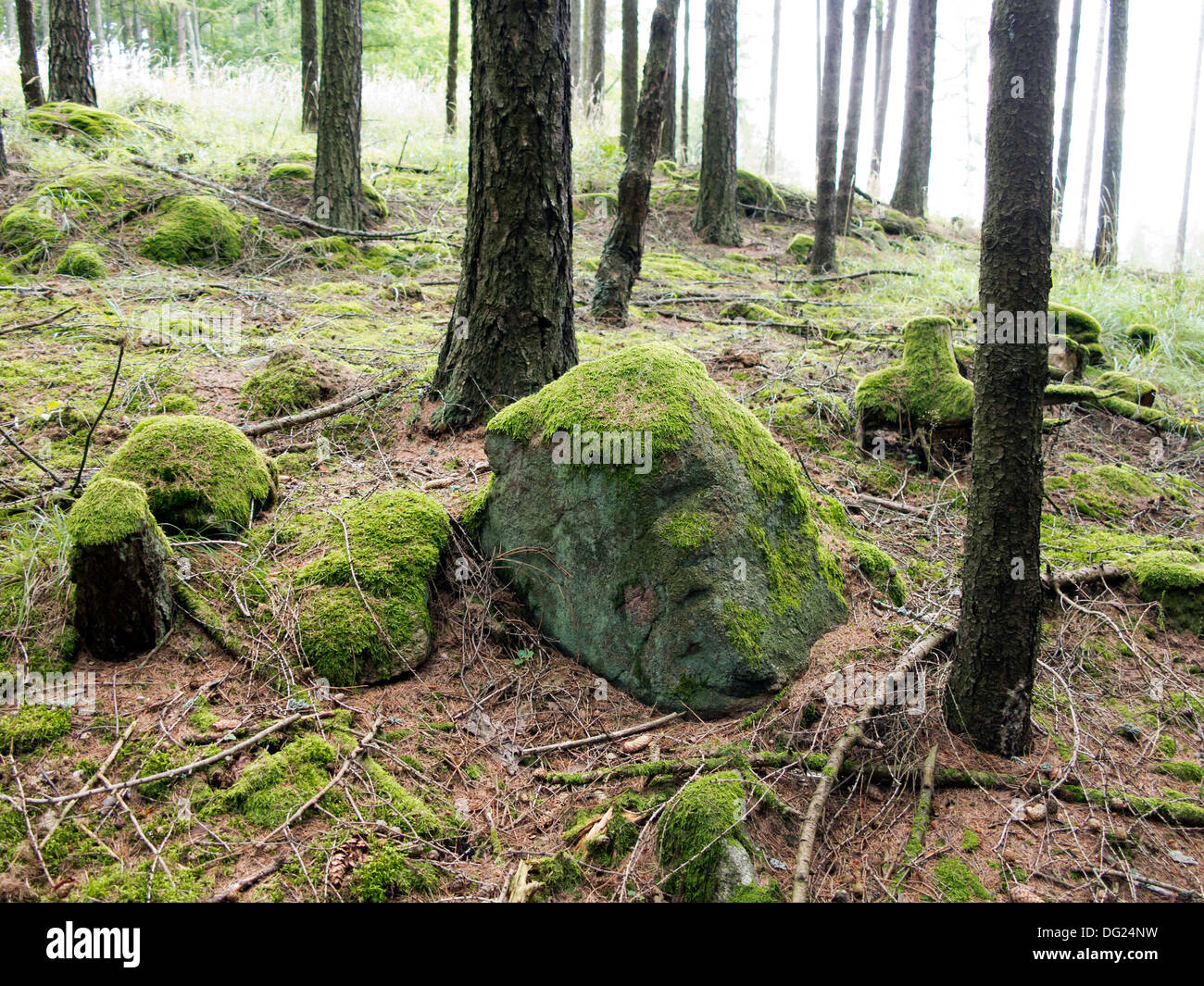 moss-covered boulder in the forest Stock Photo - Alamy