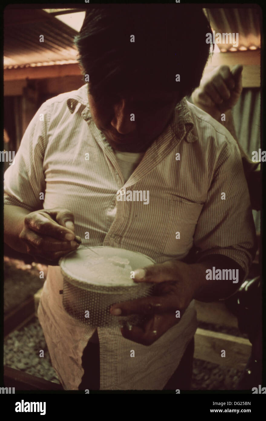 Ralph O'Neil, a Paiute Indian, is shown counting Cui-ui fish eggs ...