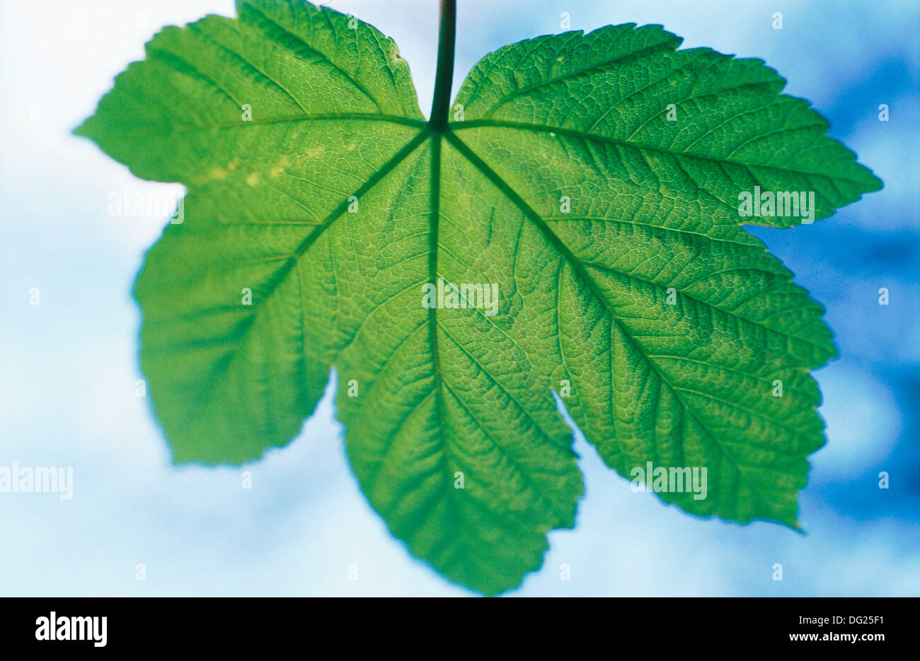 Sycamore maples acer pseudoplatanus hi-res stock photography and images ...