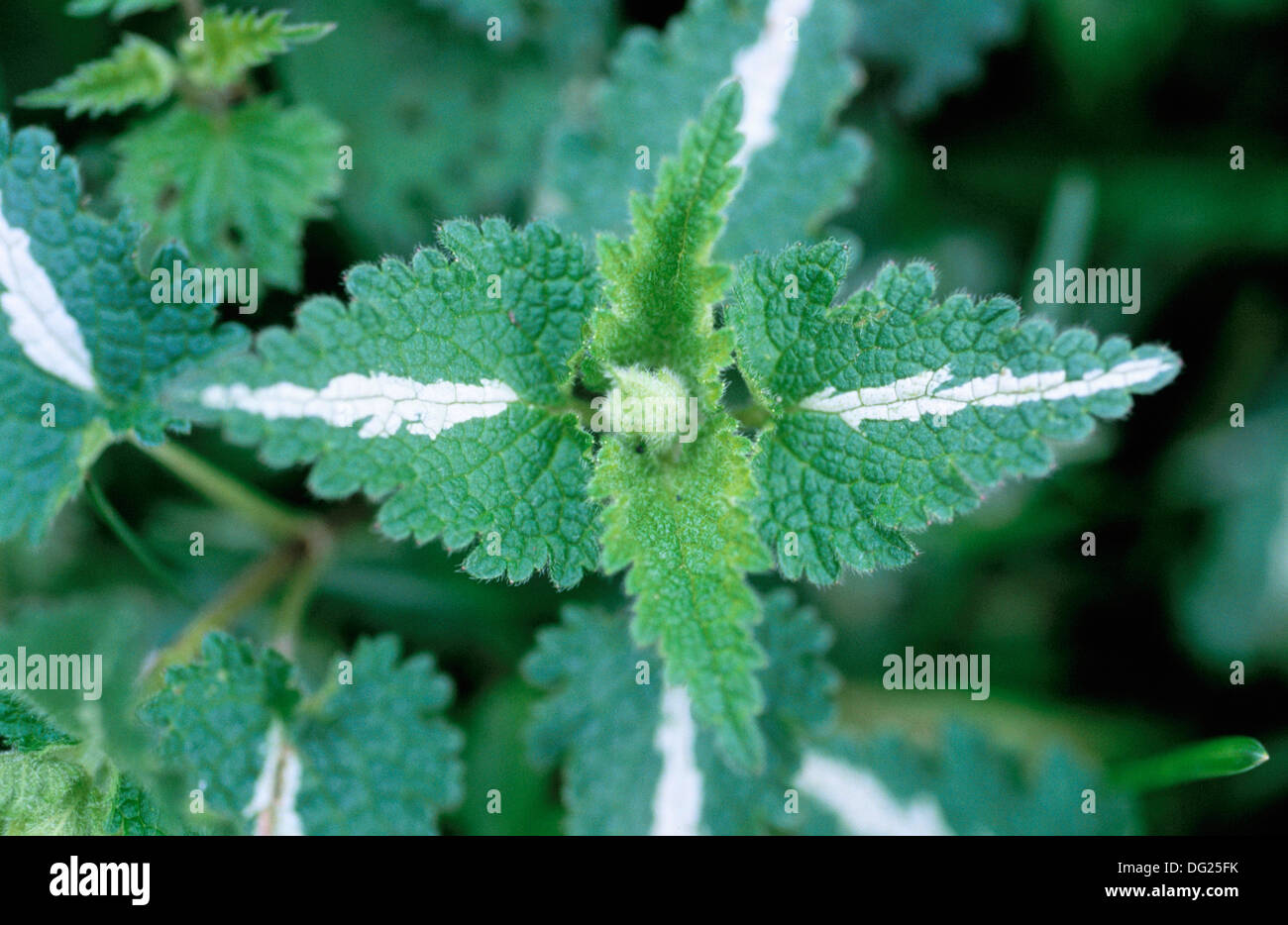 Dwarf nettle urtica urens hi-res stock photography and images - Alamy