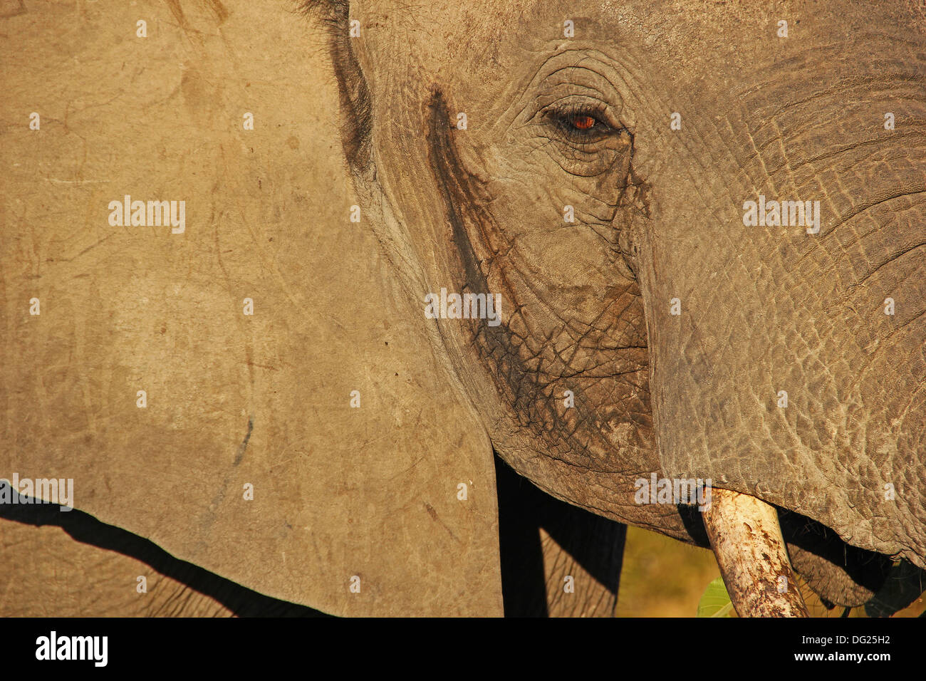 Africa close skin eye elephant hi-res stock photography and images - Alamy