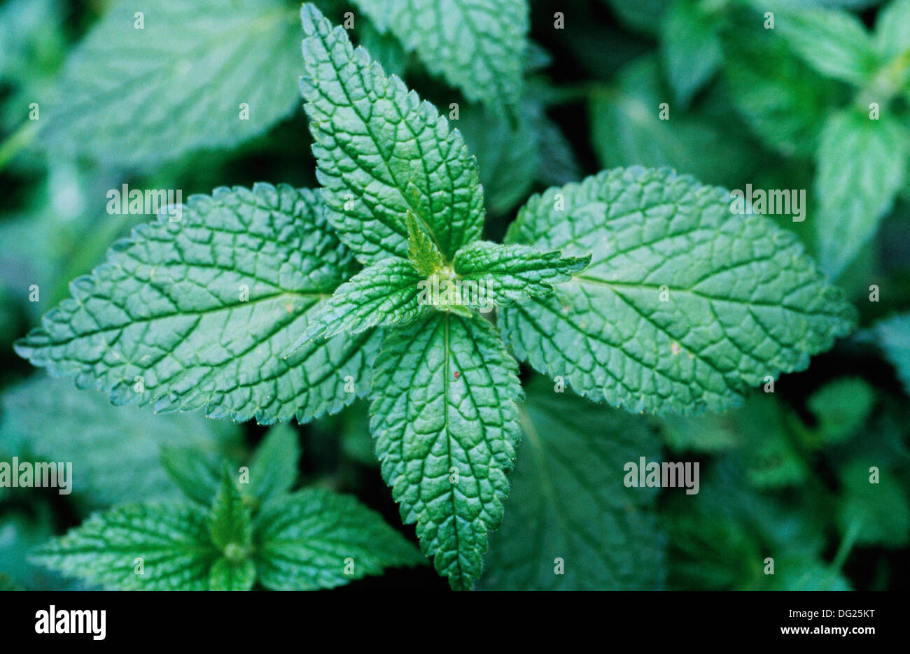 Dwarf nettle urtica urens High Resolution Stock Photography and Images ...
