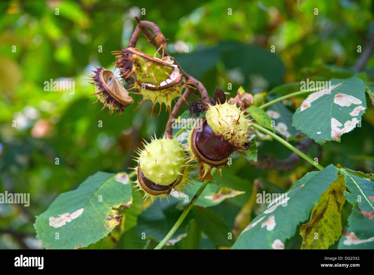 Horse chestnut tree autumn hi-res stock photography and images - Alamy