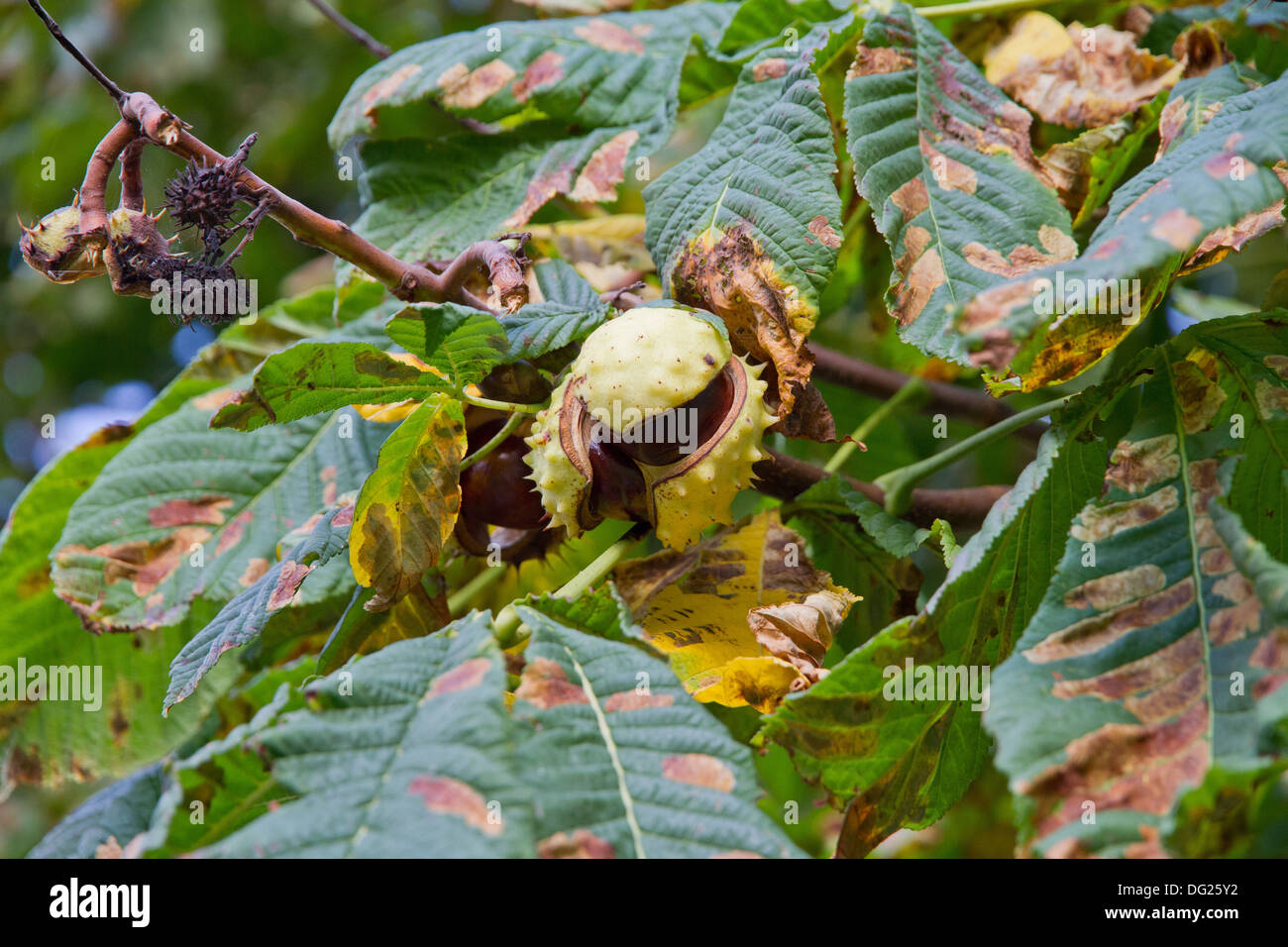 Conker tree hi-res stock photography and images - Alamy
