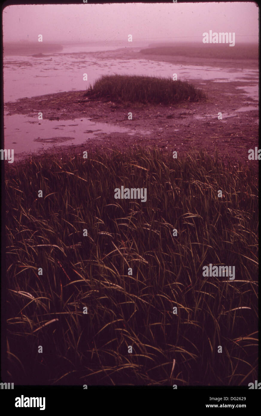 The Seapowet Salt Marsh in Tiverton, Rhode Island, home to the North ...