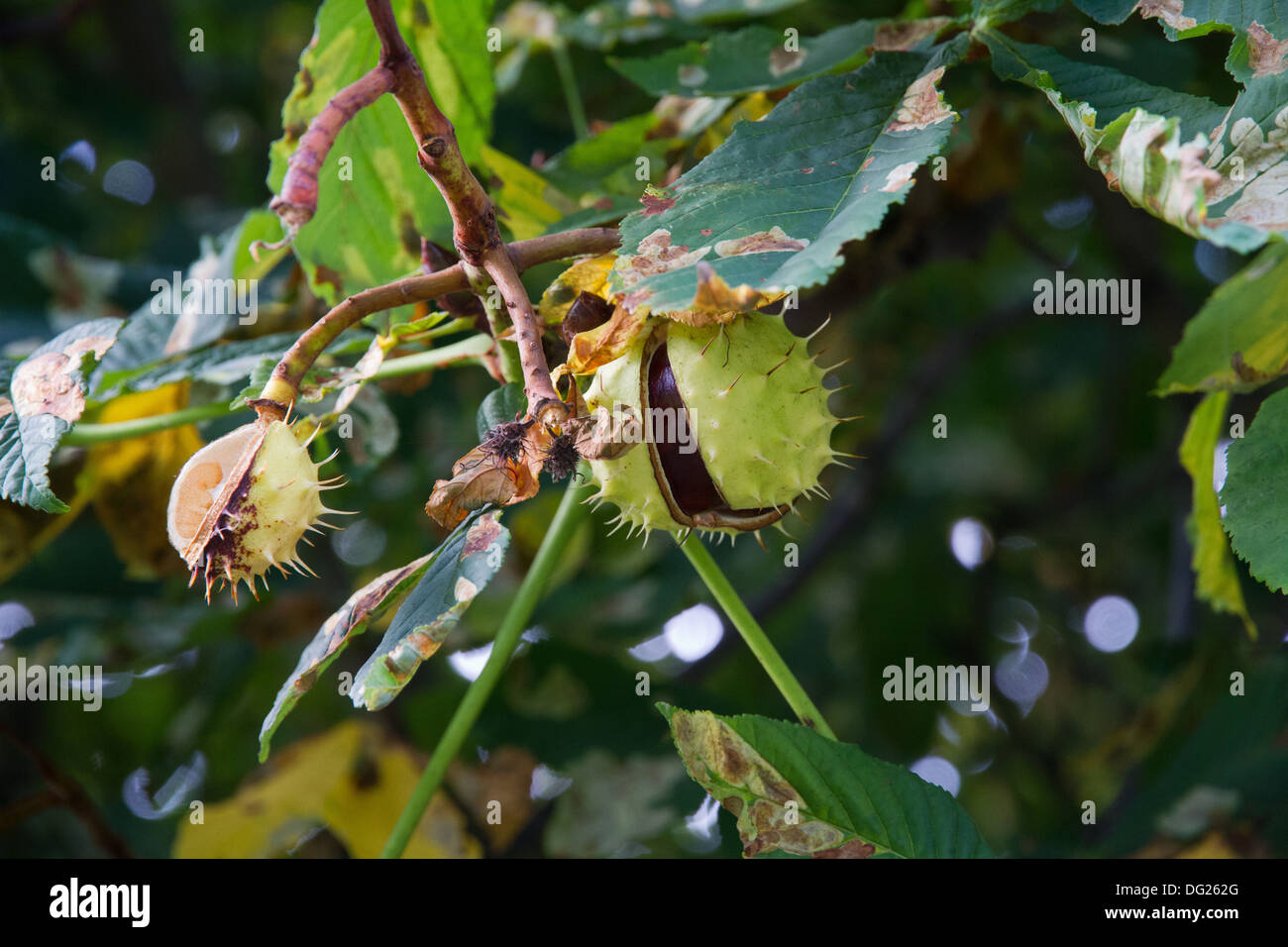 Conker tree autumn hi-res stock photography and images - Alamy