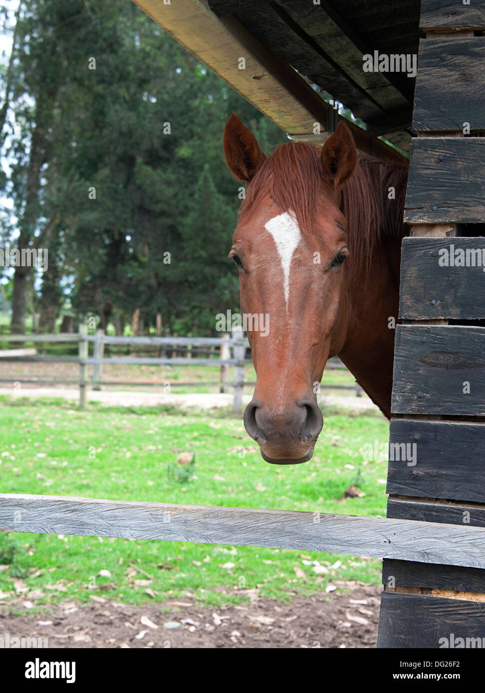 Chestnut mare hi-res stock photography and images - Alamy