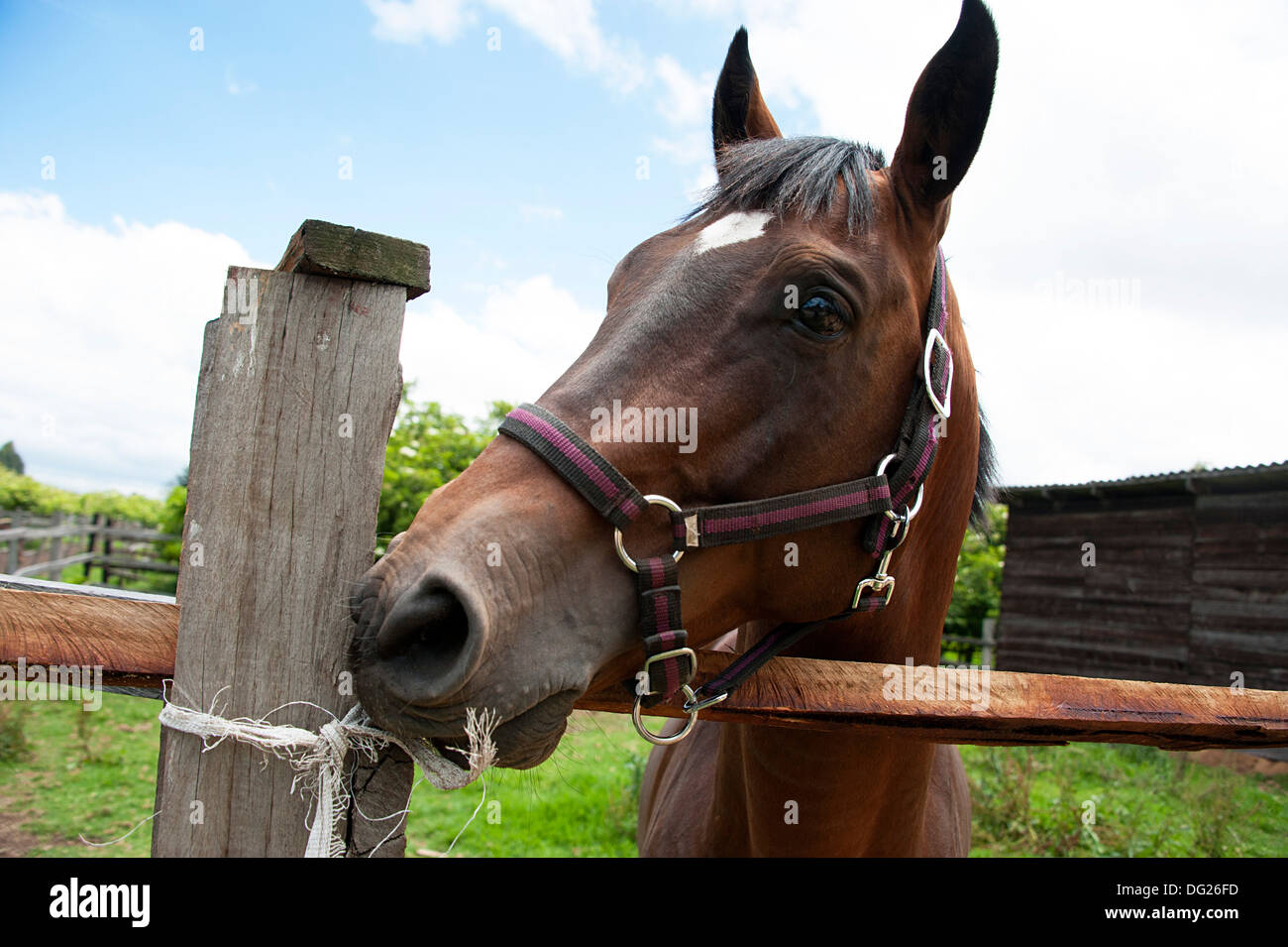 Horse Breeding Farms