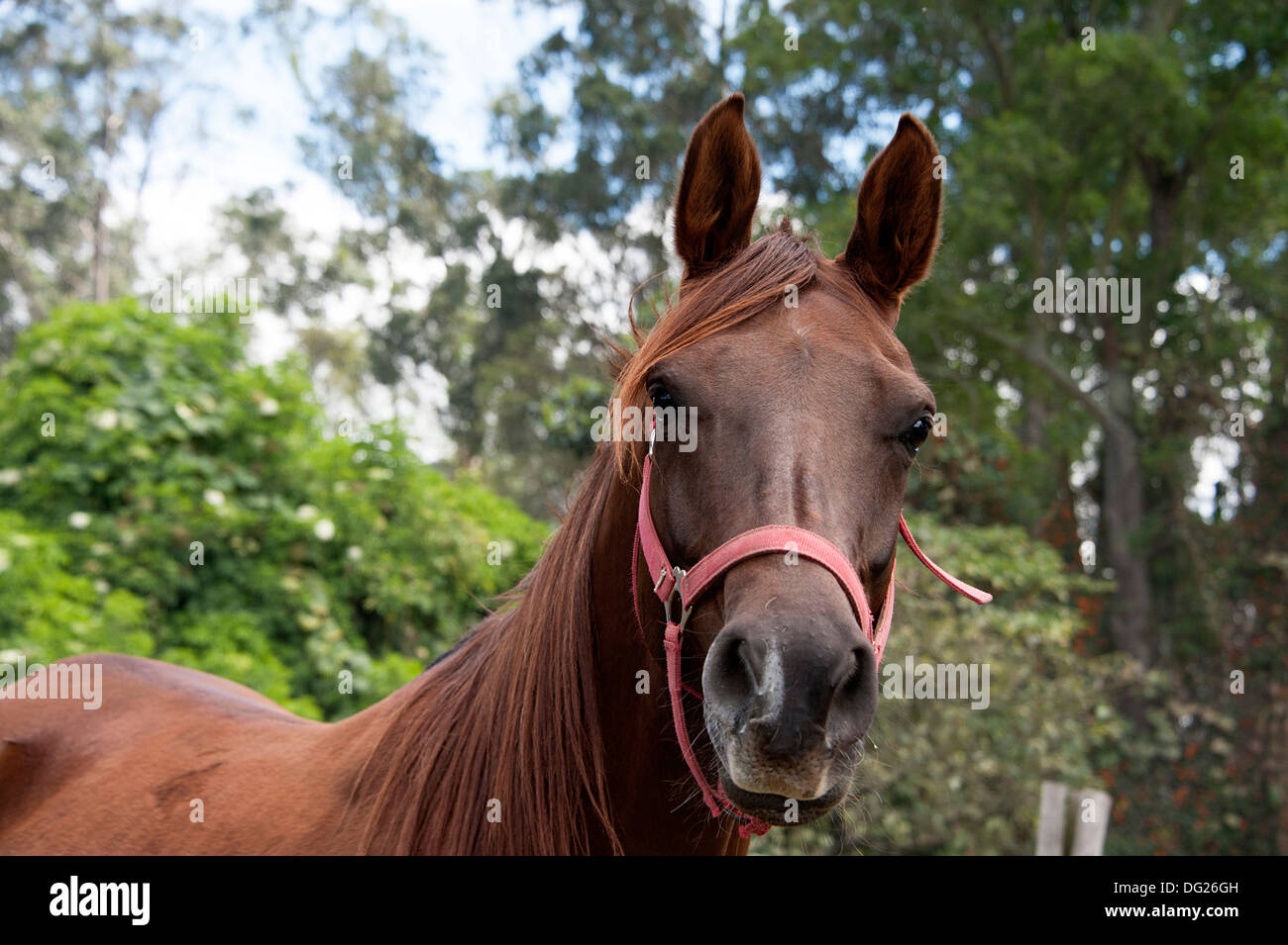 Chestnut mare hi-res stock photography and images - Alamy