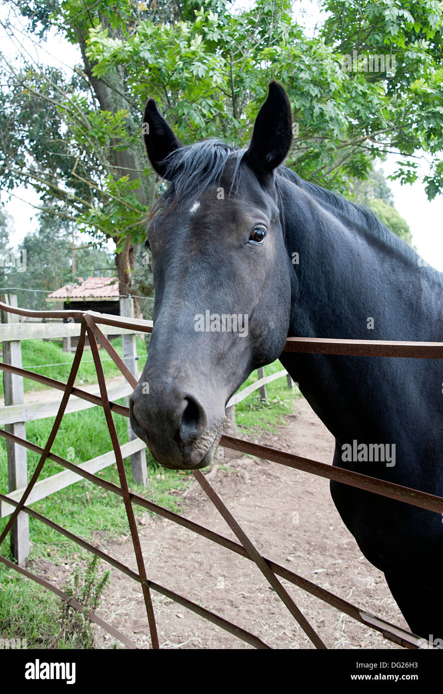 Black mare looking over gate in El Juncal horse breeding farm near ...