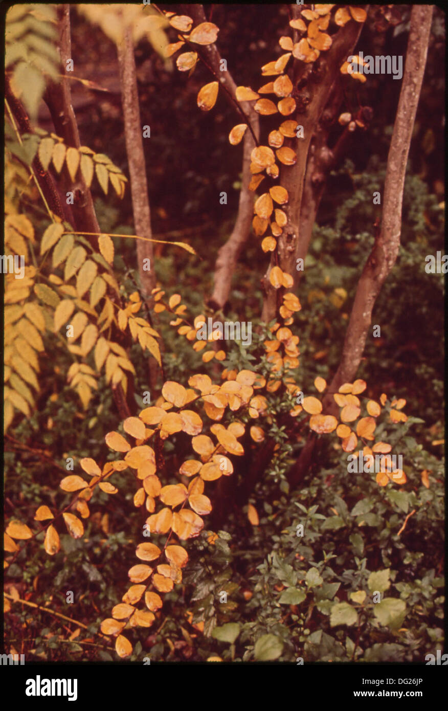 This image shows various plant life in the photographer's yard. It ...