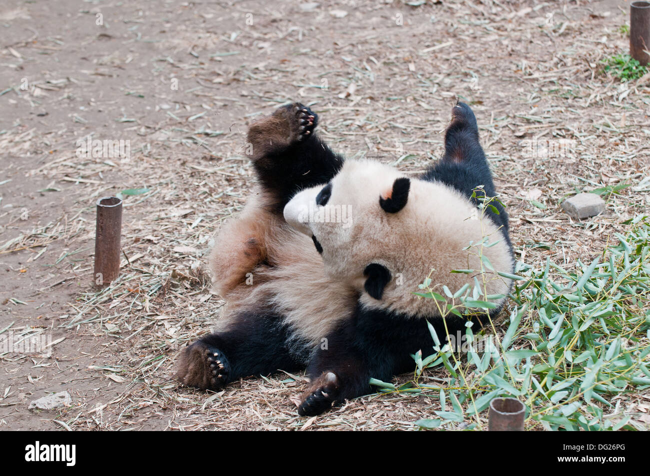 Giant panda in Panda House of Beijing Zoo, located in Xicheng District ...