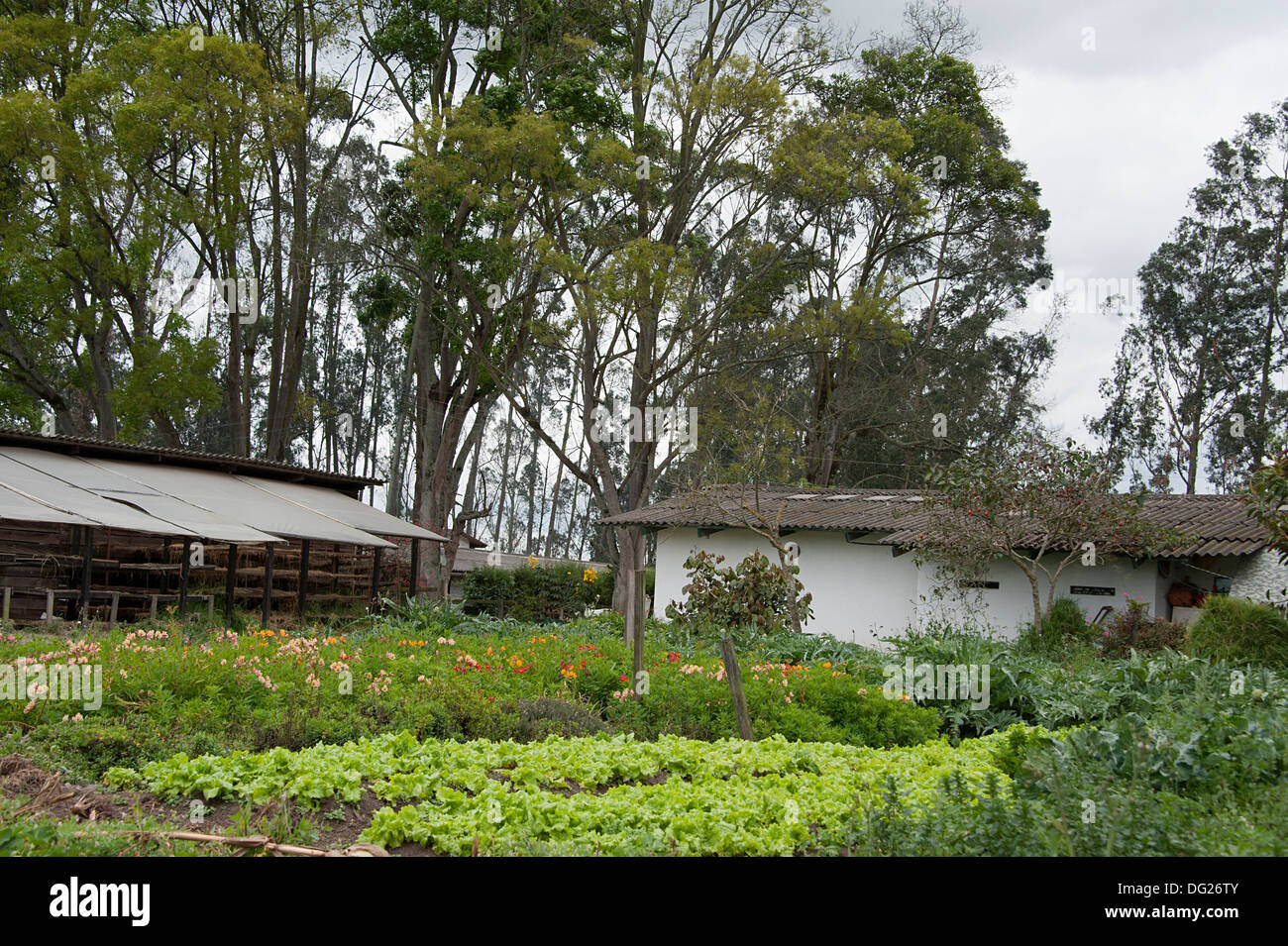 El Juncal farm outhouses and vegetable garden. Colombia, South America ...