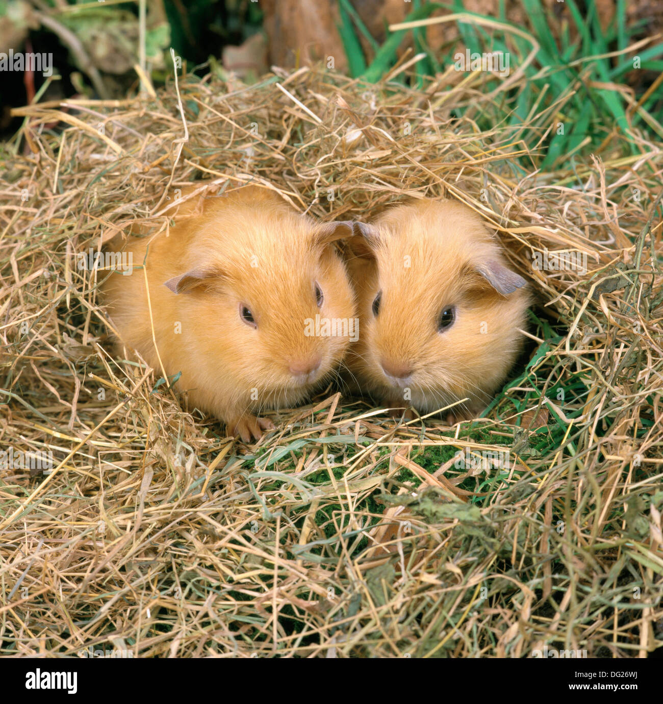 Baby Guinea Pigs Stock Photo - Alamy