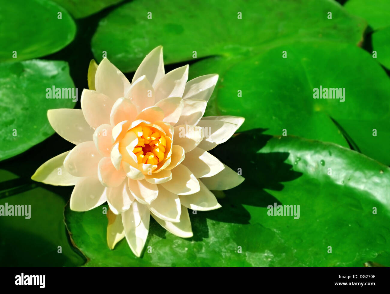 Lotus flavor hi-res stock photography and images - Alamy