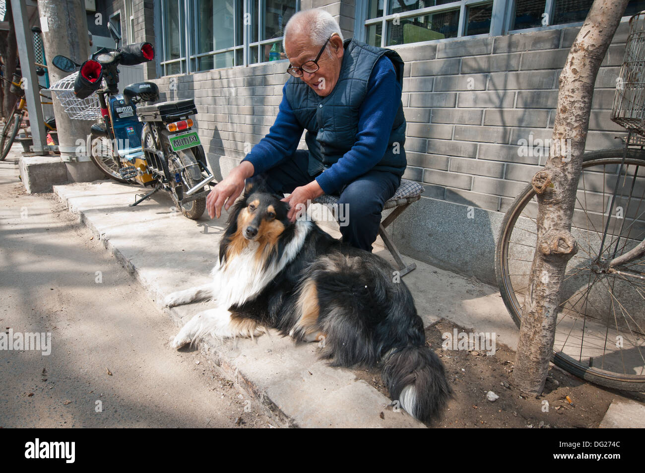 Old Chinese man with his Rough Collie dog in hutong area, Beijing ...