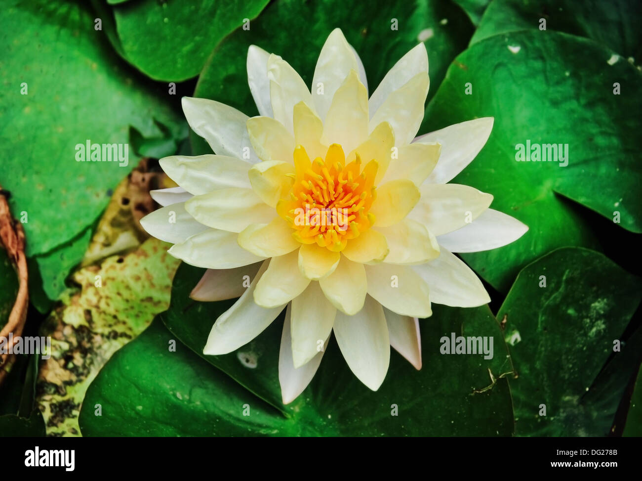 Lotus flower on the water Stock Photo - Alamy