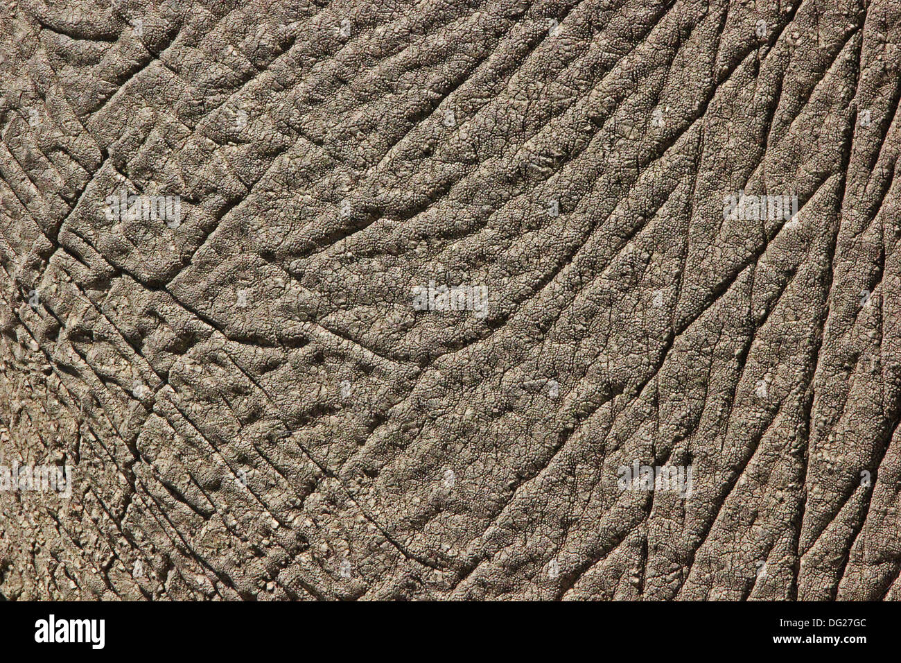 Skin of Elephant Stock Photo - Alamy