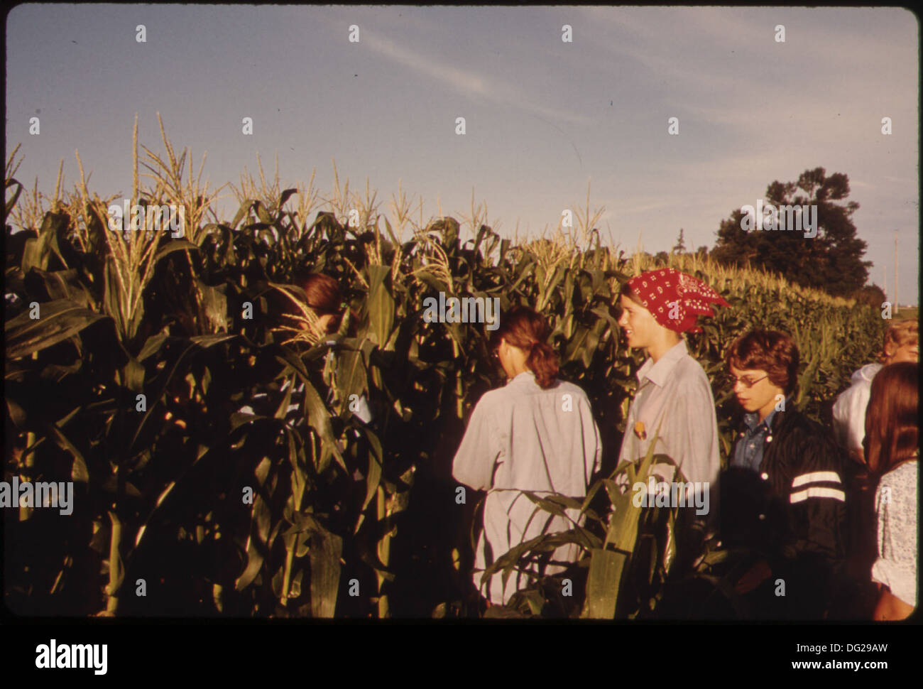 TEENAGERS BEGINNING THEIR SUMMER DAY DETASSELING CORN IN FIELDS NEAR ...