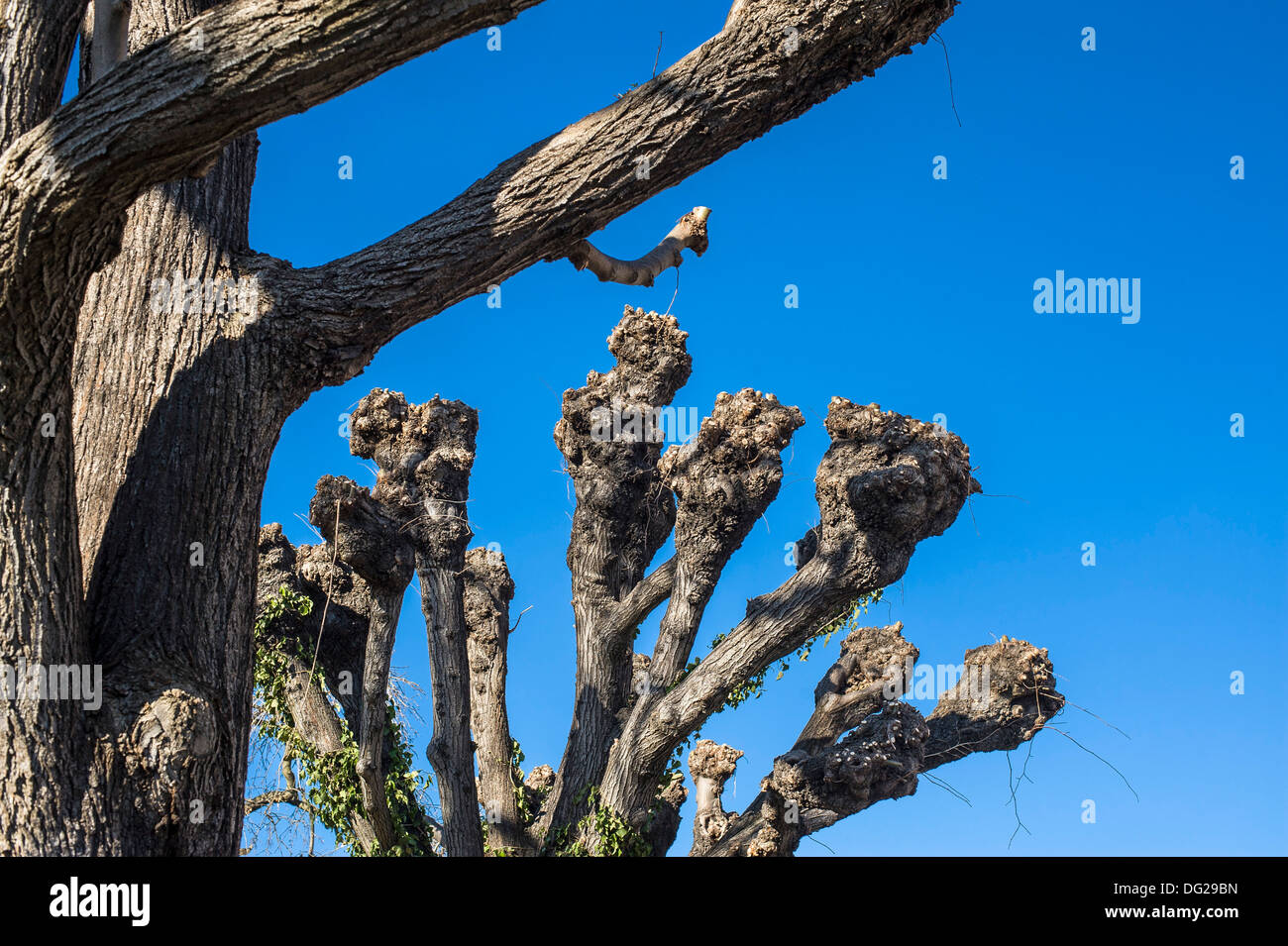 Well pruned tree hi-res stock photography and images - Alamy