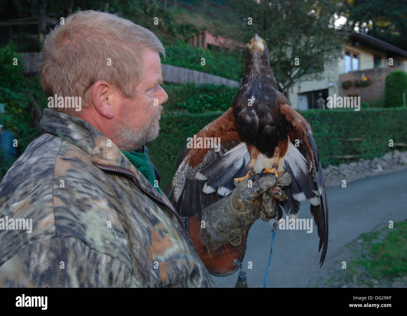 Harris hawk hi-res stock photography and images - Alamy