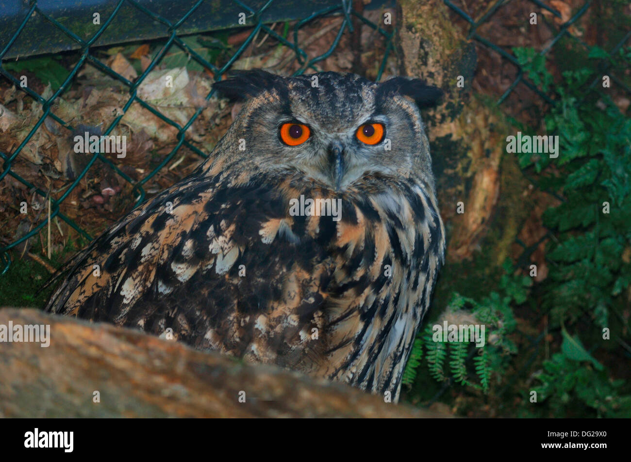 European Eagle Owl (Bubo bubo Stock Photo - Alamy