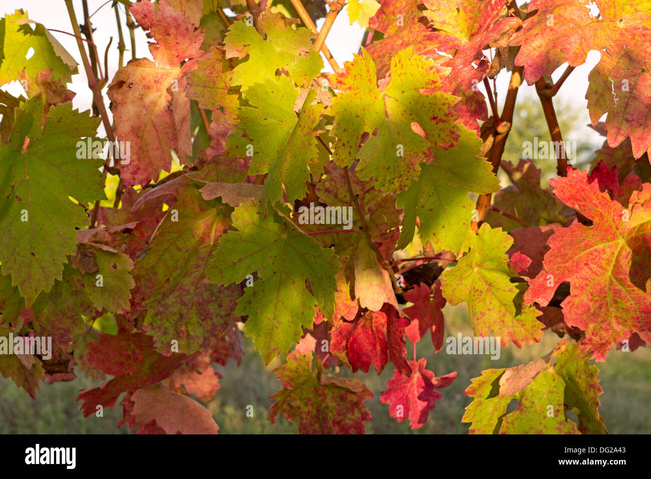 Autumn leaves in wine glass hi-res stock photography and images - Alamy