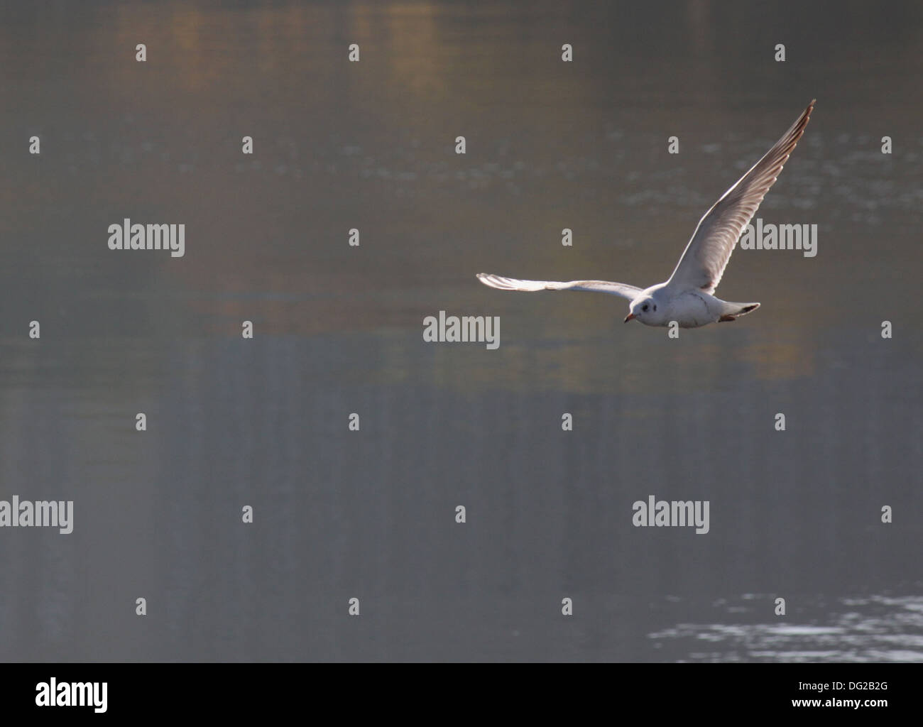 Common Gull flying above river Stock Photo - Alamy