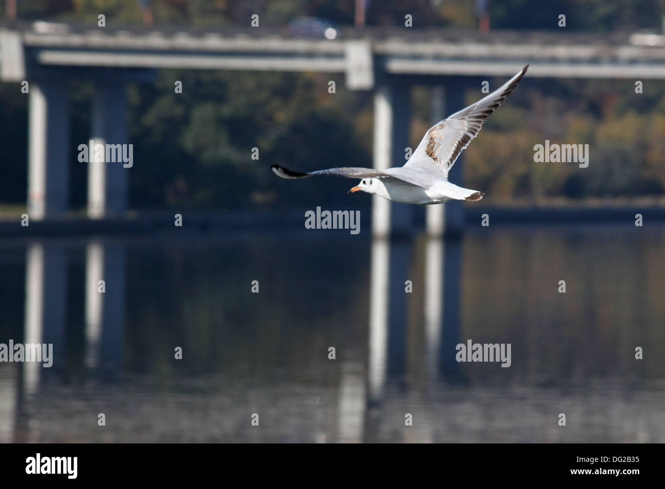 Flying over bridge hi-res stock photography and images - Alamy