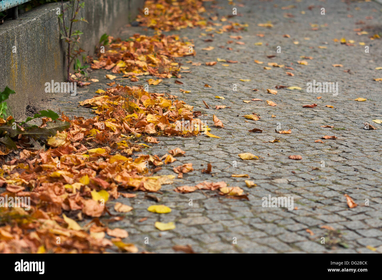 Empty street covered with fallen leafs Stock Photo - Alamy