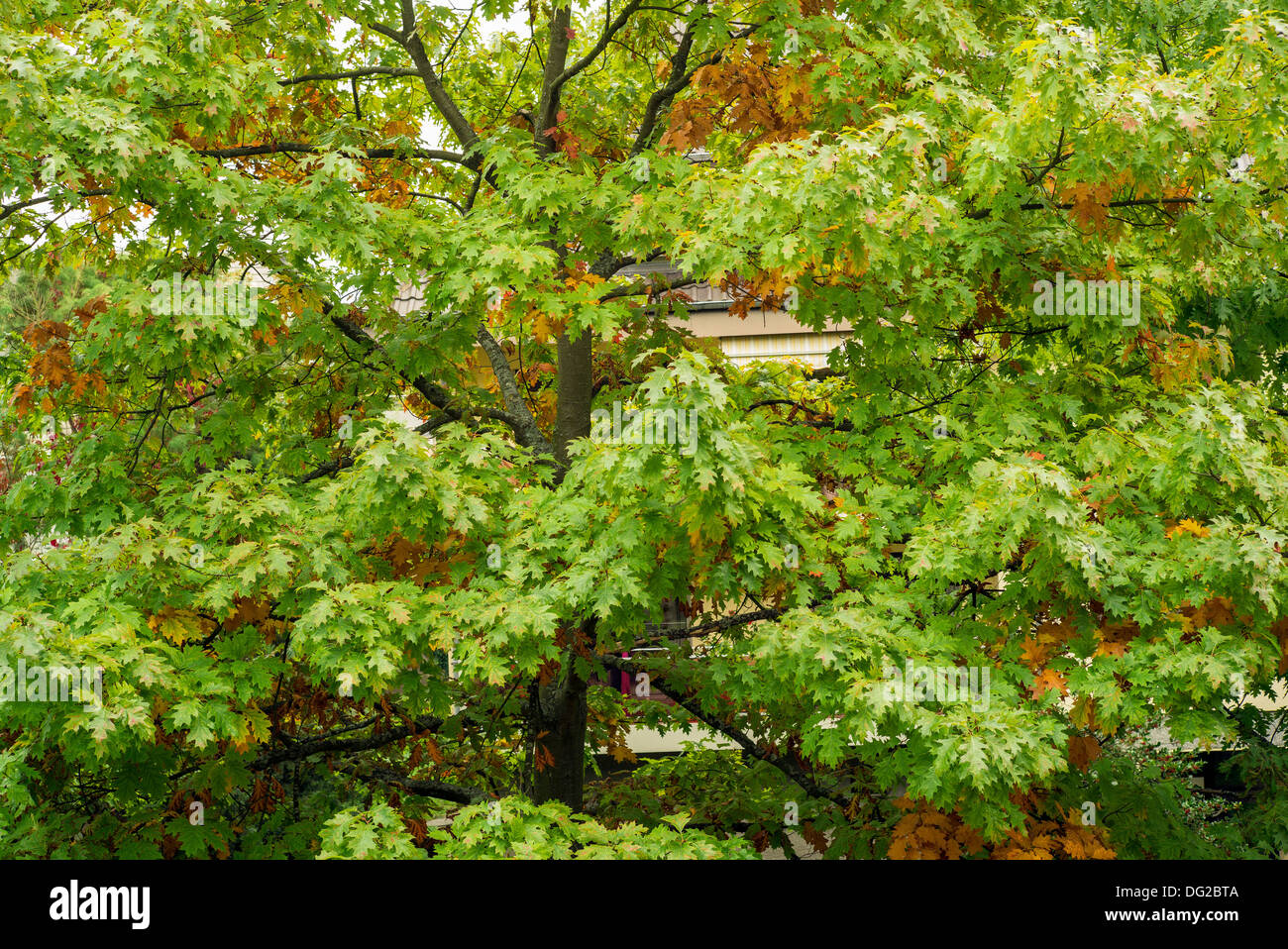 Northern red oak tree with early autumn foliage Stock Photo - Alamy