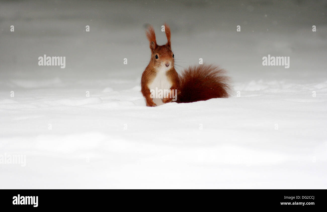 Red squirrel snow nose hi-res stock photography and images - Alamy