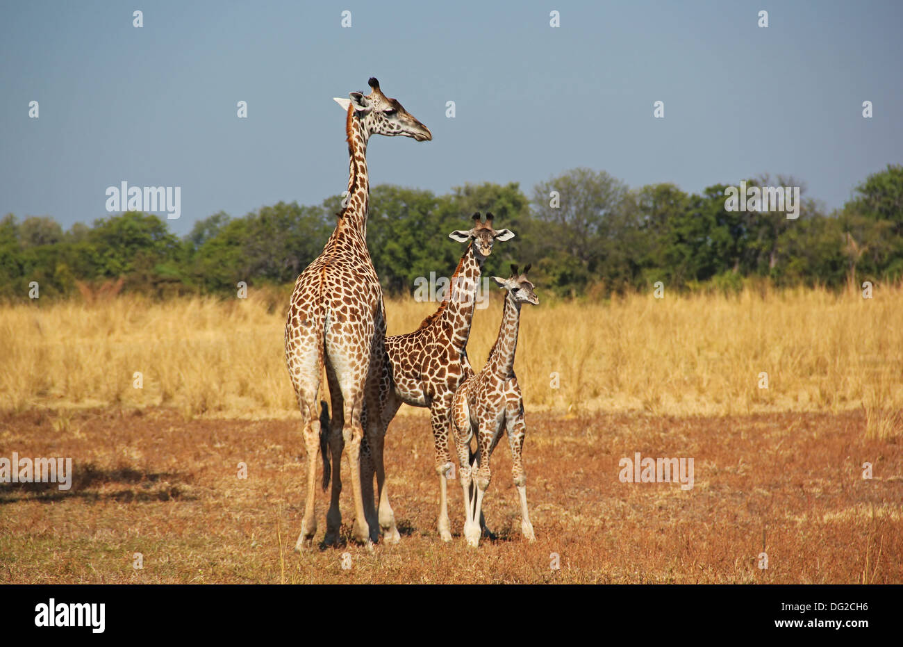 Giraffe in Zambia Stock Photo - Alamy