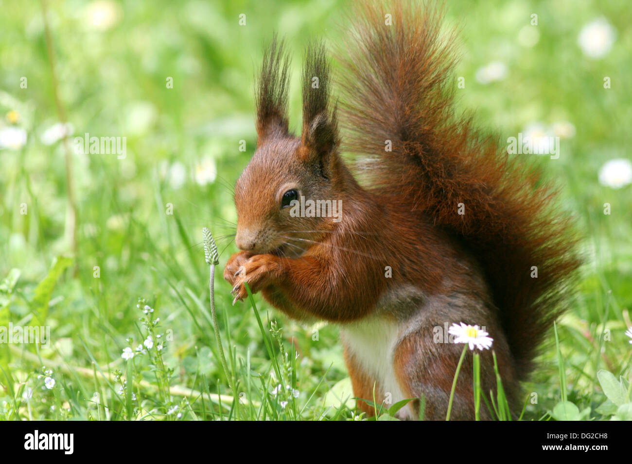 Walnut animal hi-res stock photography and images - Alamy