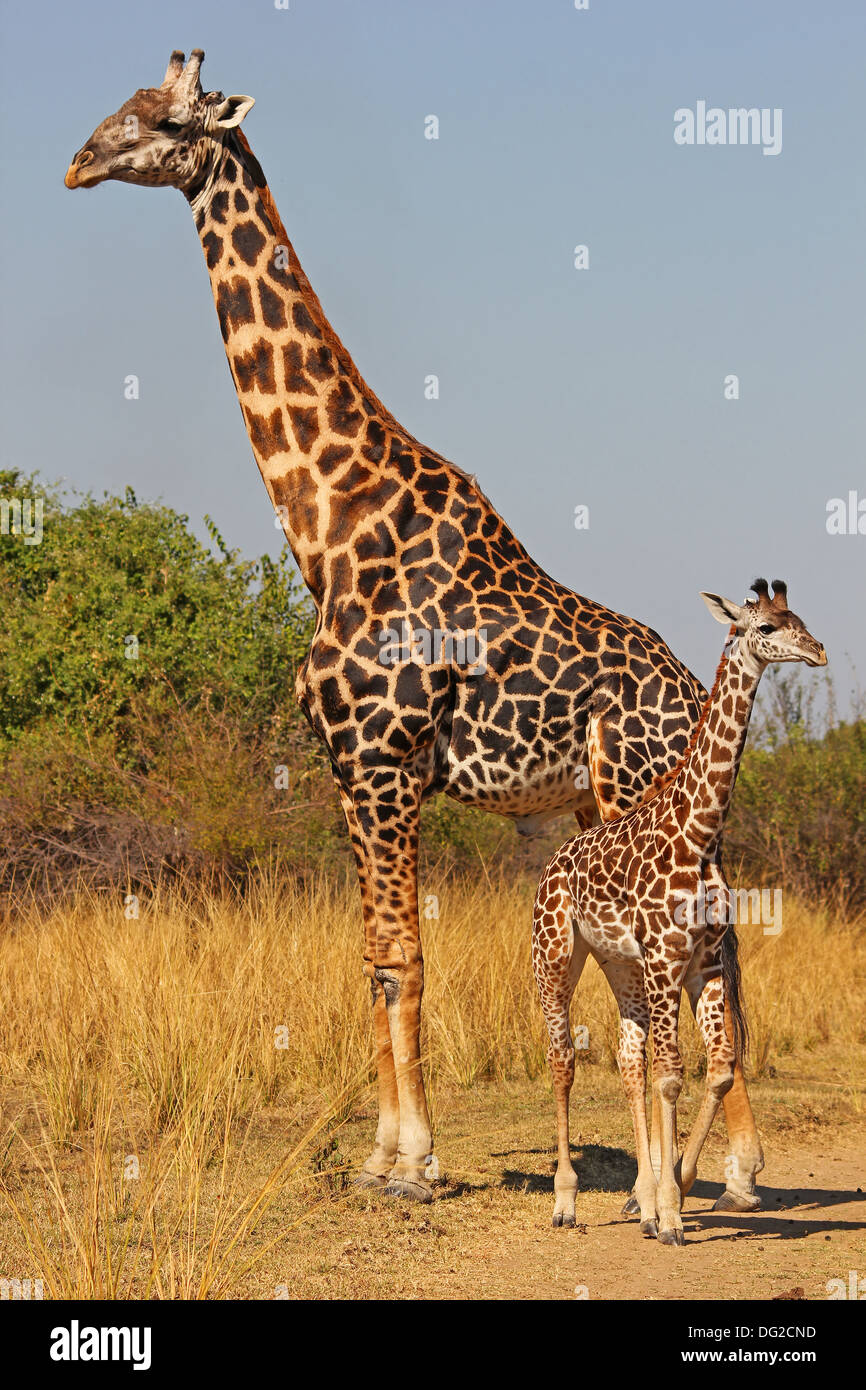 Giraffe in Zambia Stock Photo - Alamy