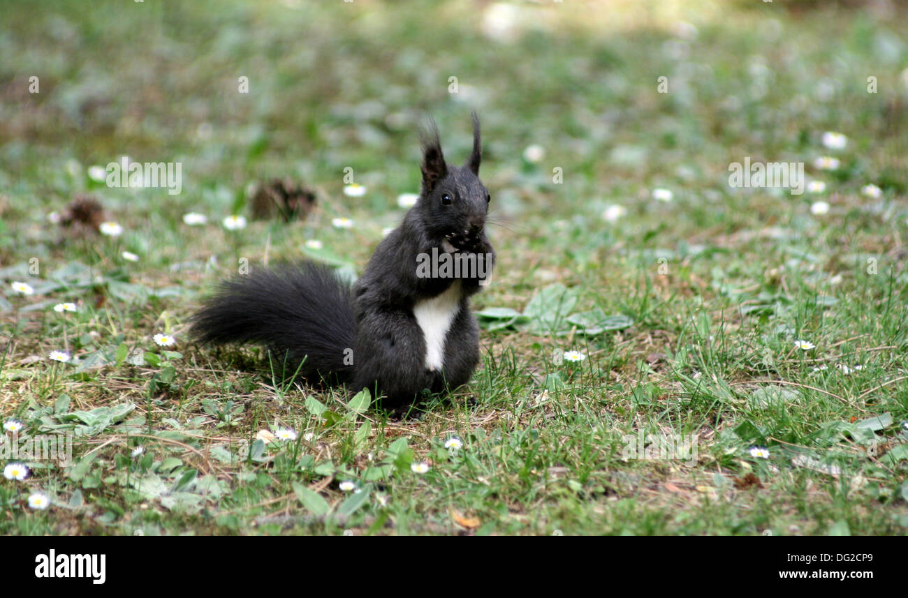 Cute Black Squirrel