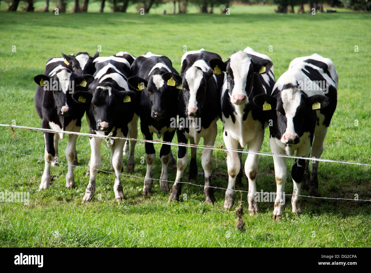 Friesian Calves in Friesland Stock Photo - Alamy