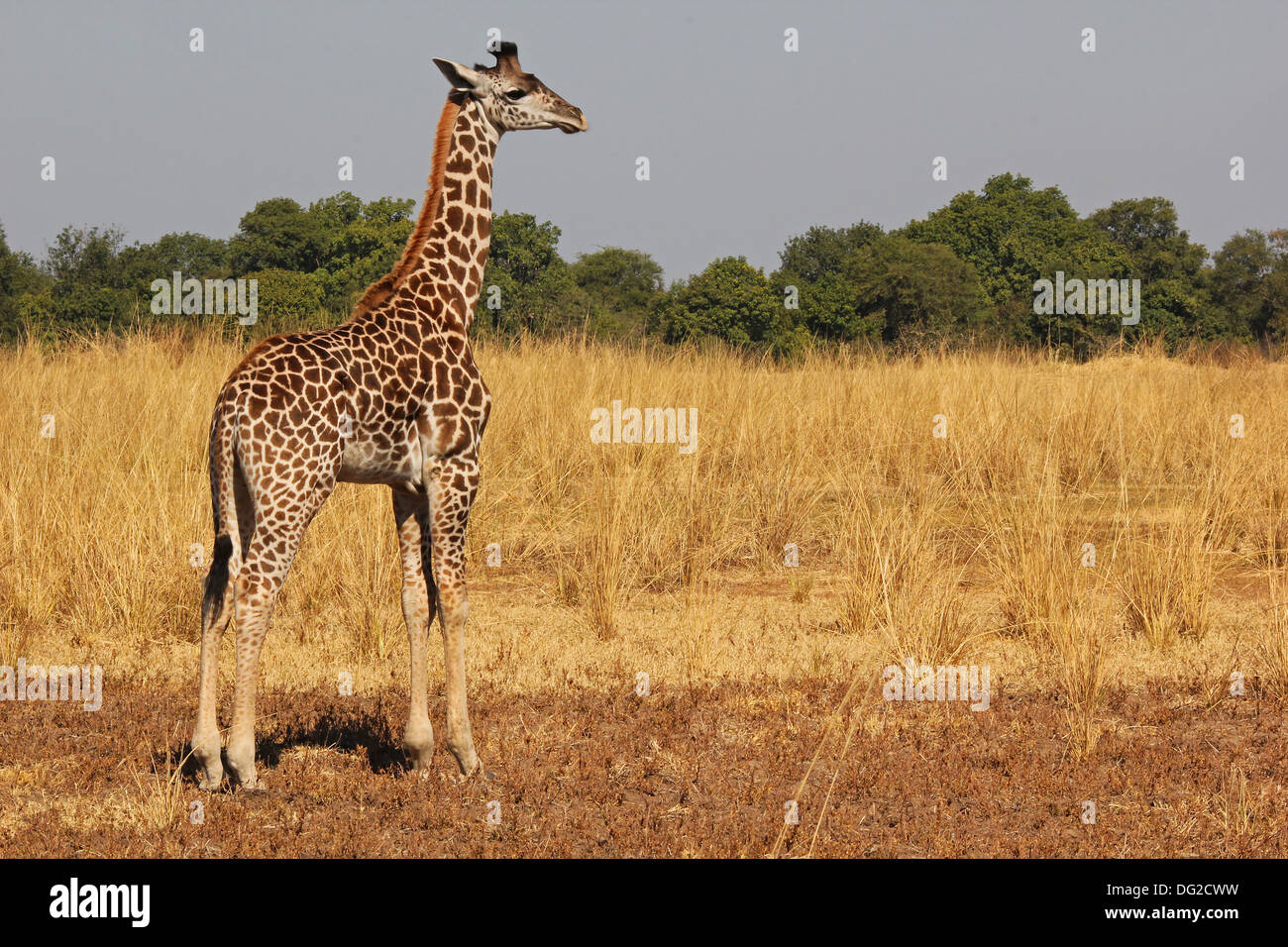 Giraffe in Zambia Stock Photo - Alamy