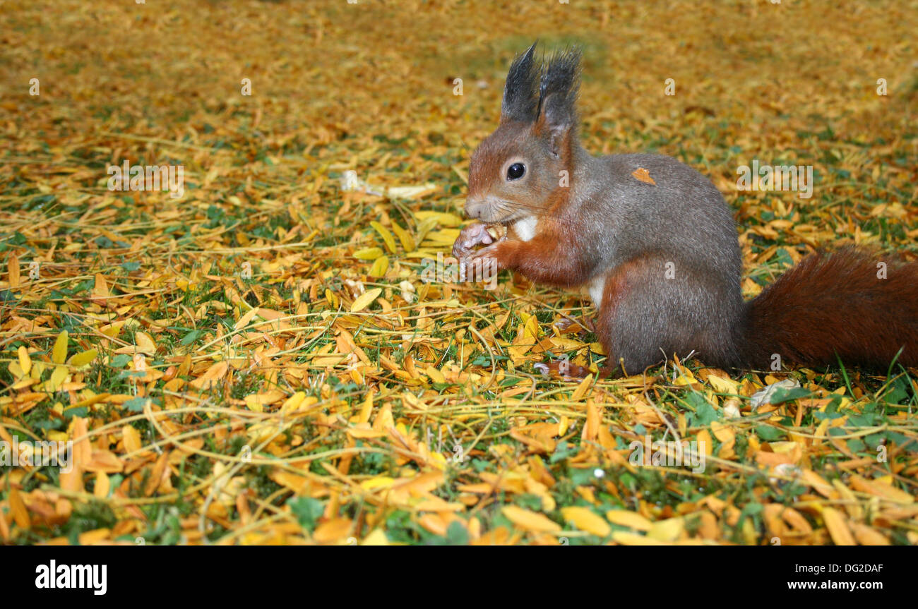 Squirrel in colour hi-res stock photography and images - Alamy