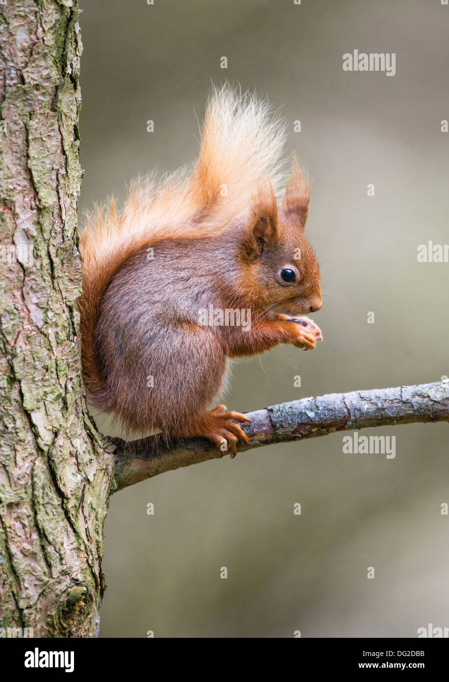 Squirrel autumn tree hi-res stock photography and images - Alamy