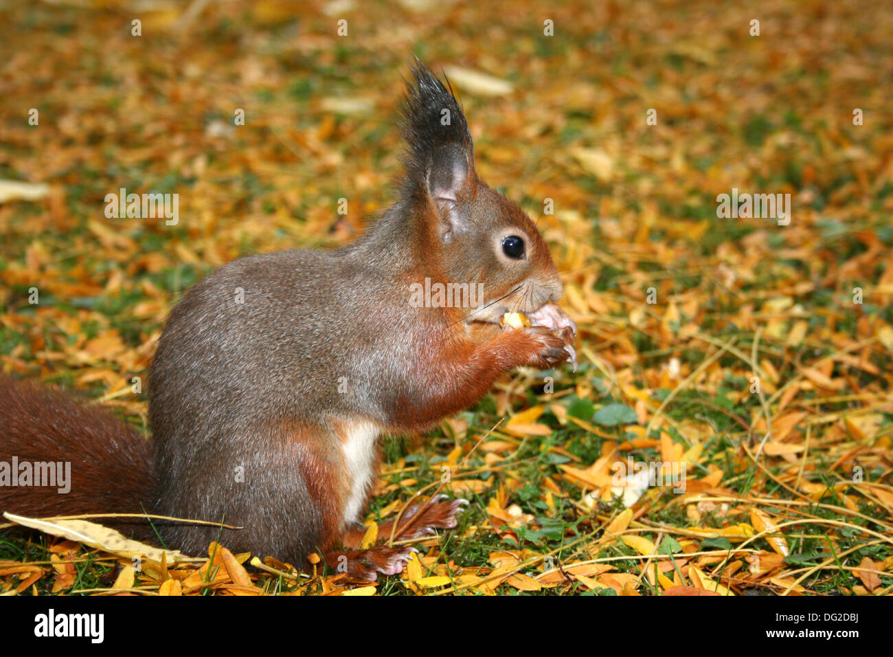Squirrel in colour hi-res stock photography and images - Alamy
