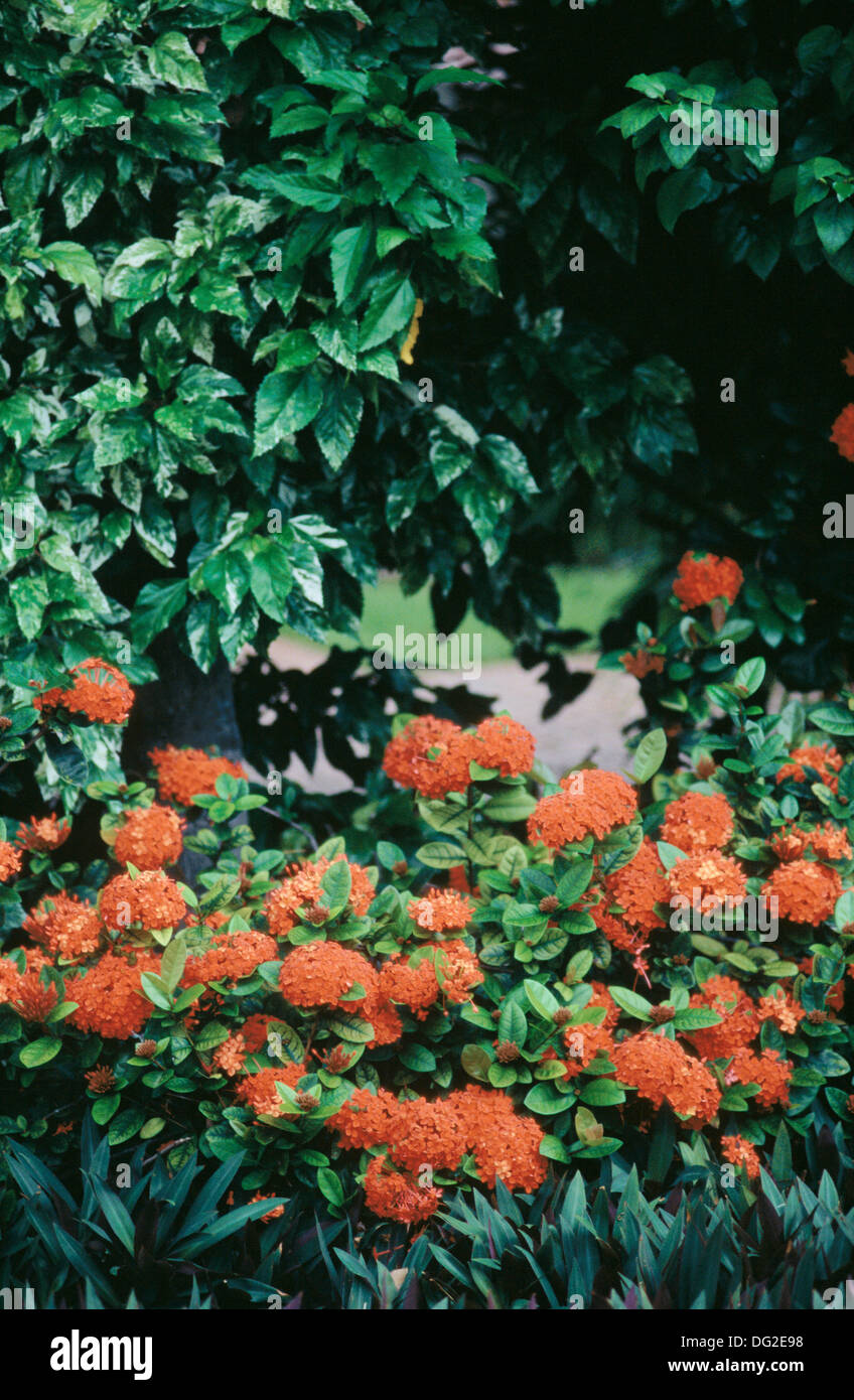 Ixora hedge hi-res stock photography and images - Alamy