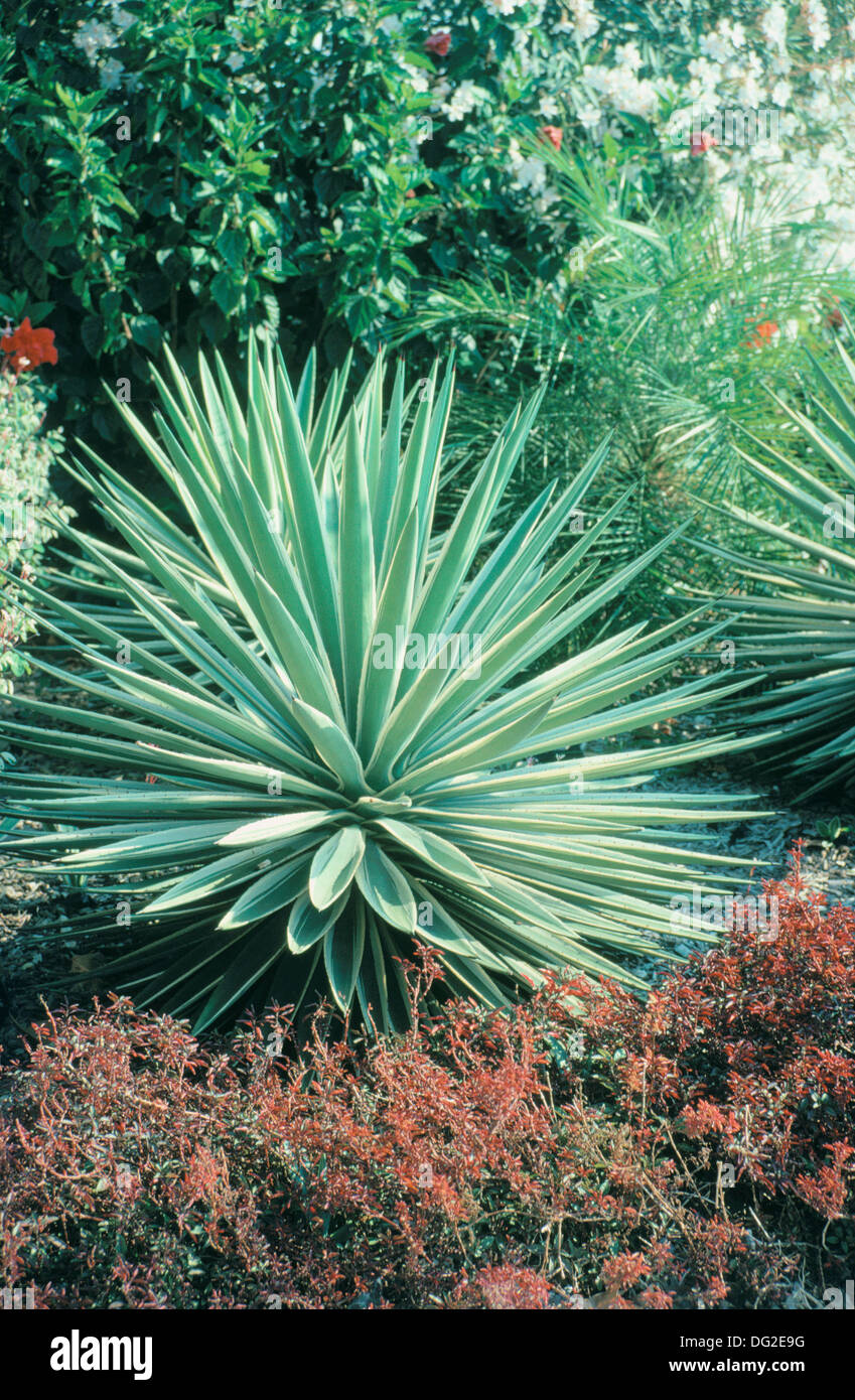 Agave Angustifolia Stock Photos & Agave Angustifolia Stock Images - Alamy