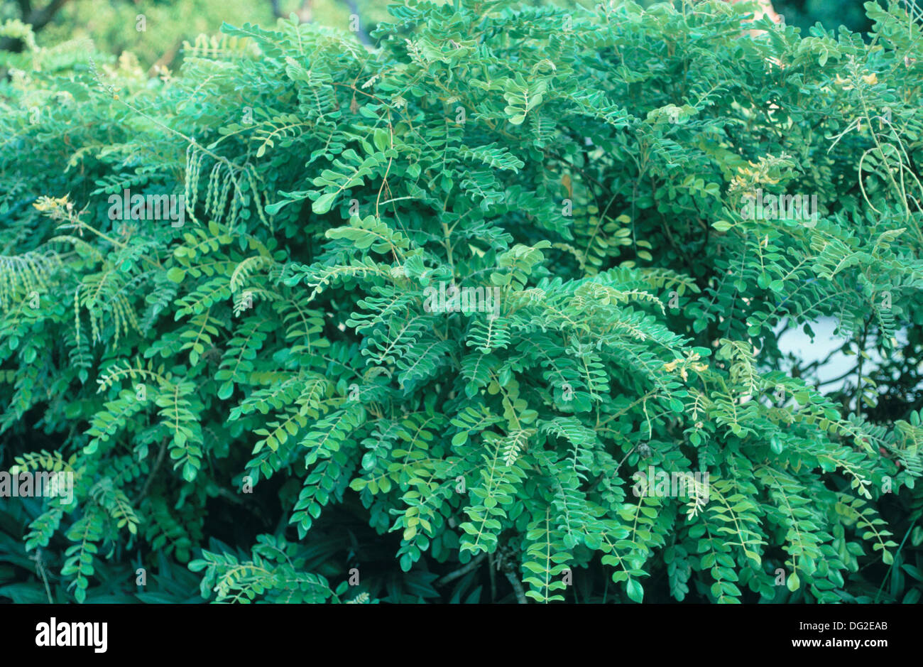 Silver bush pea sophora tomentosa hi-res stock photography and images ...