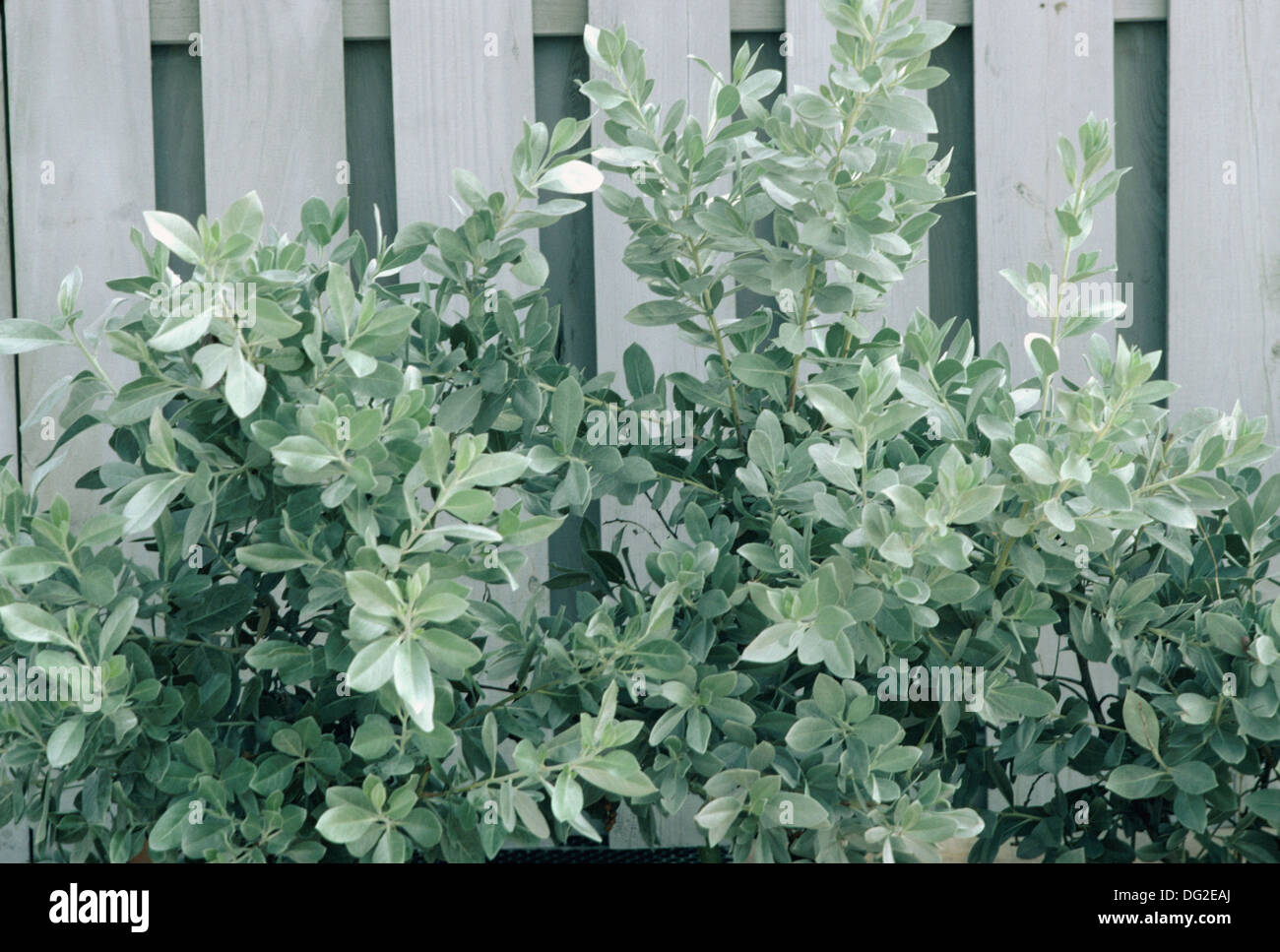 Conocarpus hi-res stock photography and images - Alamy