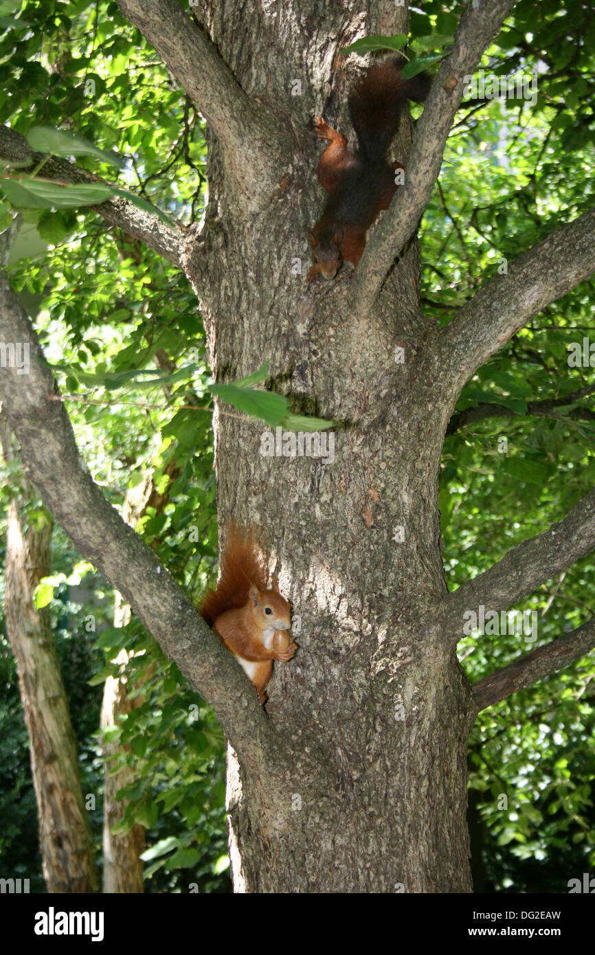 Tree Squirrel Prepositions