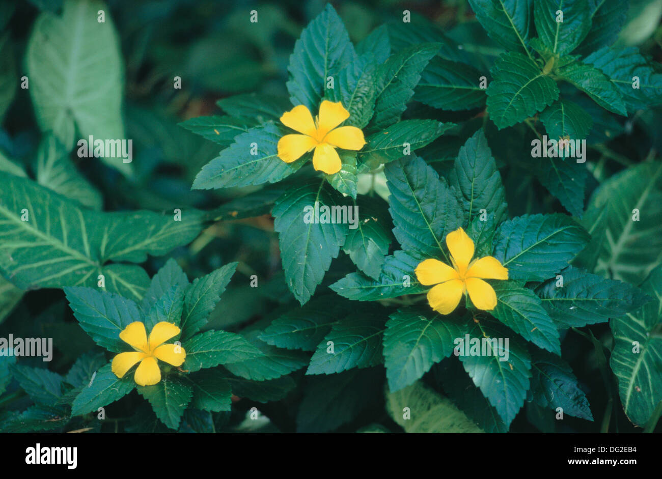 Yellow Alder (Turnera ulmifolia Stock Photo - Alamy