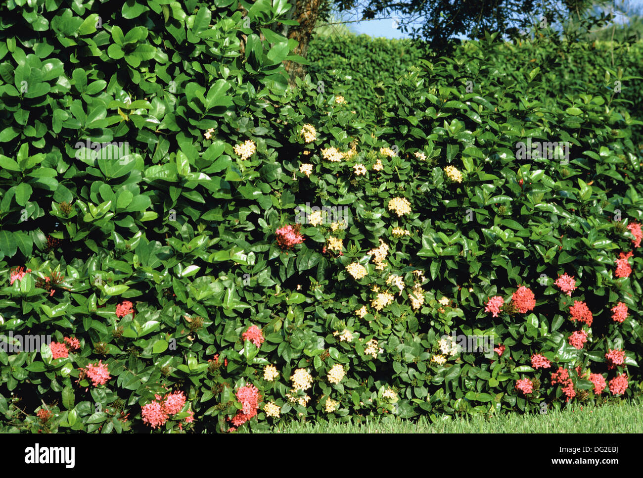 Ixora hedge hi-res stock photography and images - Alamy